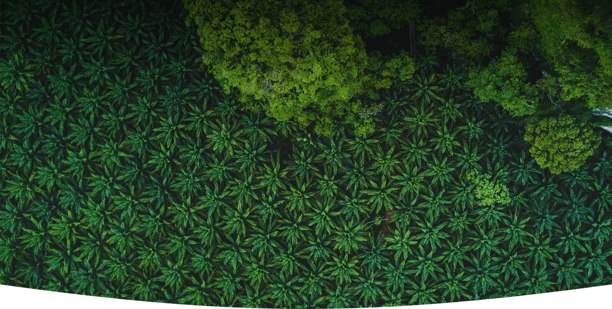 PT Sawit Sumbermas Sarana, Tbk